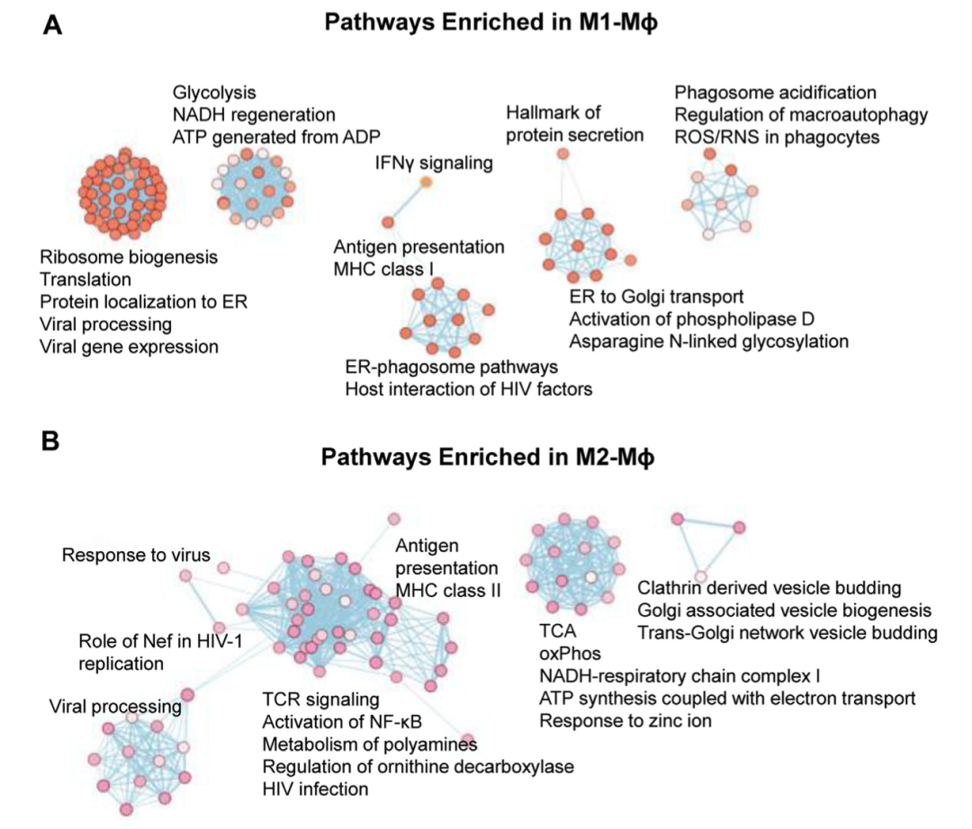 JBC丨巨噬细胞极化的多组学探讨 - 知乎