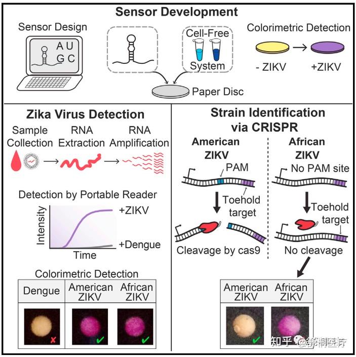 知识分享 | 基于CRISPR/Cas系统的诊断技术 - 知乎
