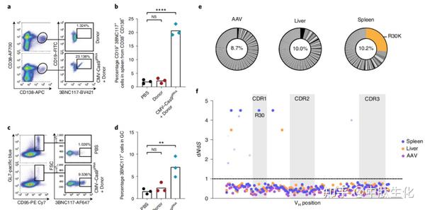 Nature重磅：AAV递送CRISPR，体内改造B细胞，产生广泛中和抗体治疗艾滋病 - 知乎