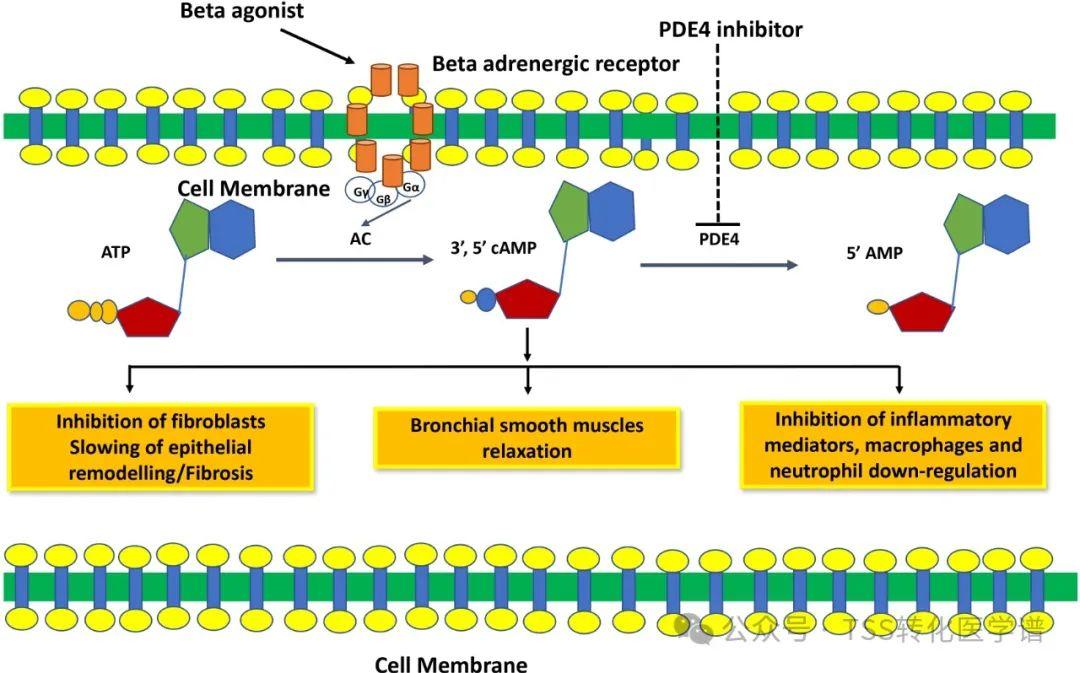 磷酸二酯酶 (PDE 3/4) 抑制剂的临床挑战、及其药物研发进展 - 知乎