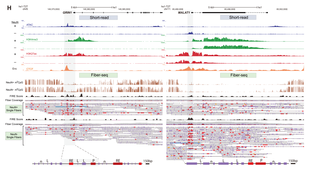 贝瑞基因深度解析：表观研究新宠Fiber-seq，凭什么脱颖而出？ - 知乎