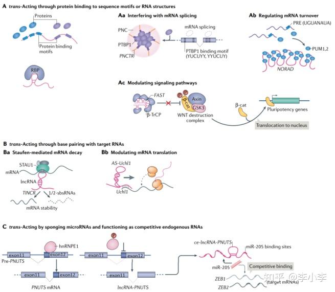 LncRNA研究必读综述--LncRNA与基因调控及其生物学功能 - 知乎