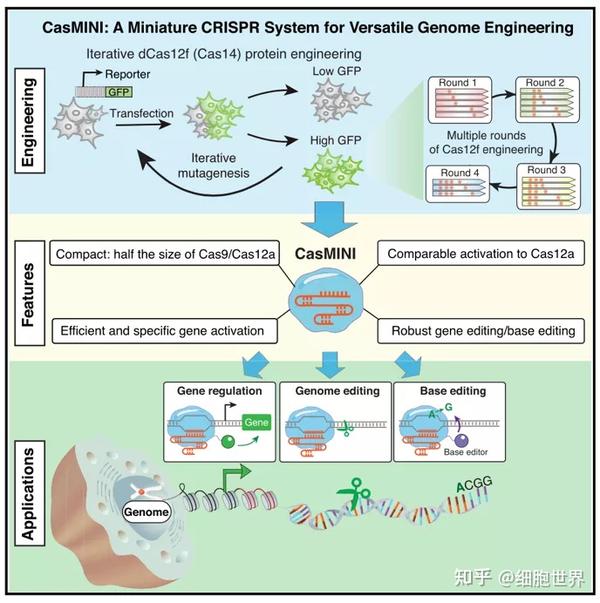 Cas12f第三弹！Mol Cell | 亓磊组开发超微型多功能CRISPR-Cas系统CasMINI - 知乎