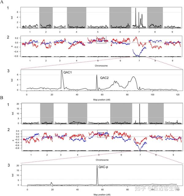SLAF又双叒叕添新作了！SLAF遗传图谱助力解析云南红萝卜花青素合成遗传调控机制 - 知乎
