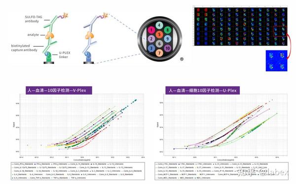 MSD超敏电化学发光技术介绍及其应用 - 知乎