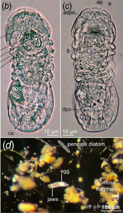 ABOUT MICROGNATHOZOA（1） - 知乎