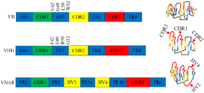 鲨鱼抗体IgNAR及其药物研发公司介绍 - 知乎