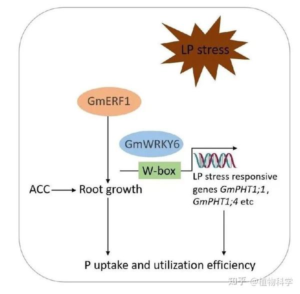 河南农业大学张丹课题组揭示转录因子ERF1和WRKY6协同调控大豆低磷胁迫响应的分子机制 - 知乎