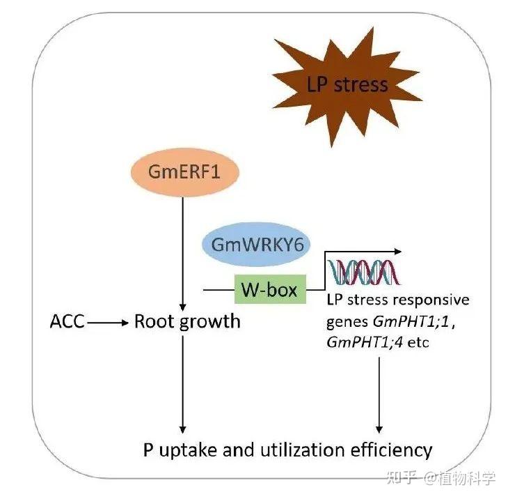 河南农业大学张丹课题组揭示转录因子ERF1和WRKY6协同调控大豆低磷胁迫响应的分子机制 - 知乎
