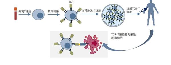 TCR-T疗法的研究进展和要点 - 知乎