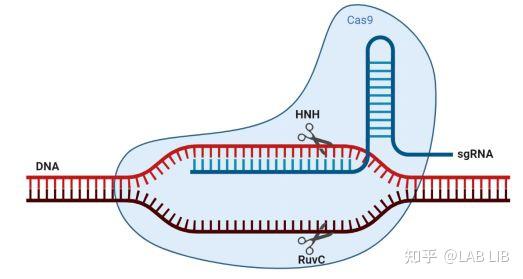 CRISPR-Cas9个人笔记 - 知乎