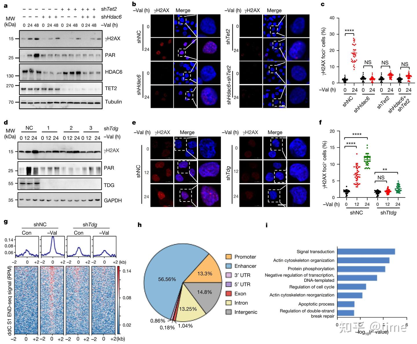 文献分享 | Nature：人类HDAC6感知缬氨酸丰度以调控DNA损伤 - 知乎
