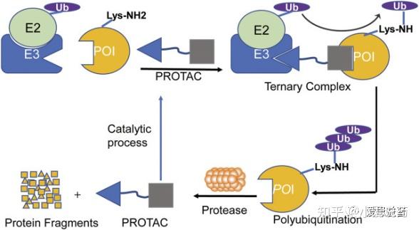 STAT3相关通路及其抑制剂、降解剂研究进展 - 知乎
