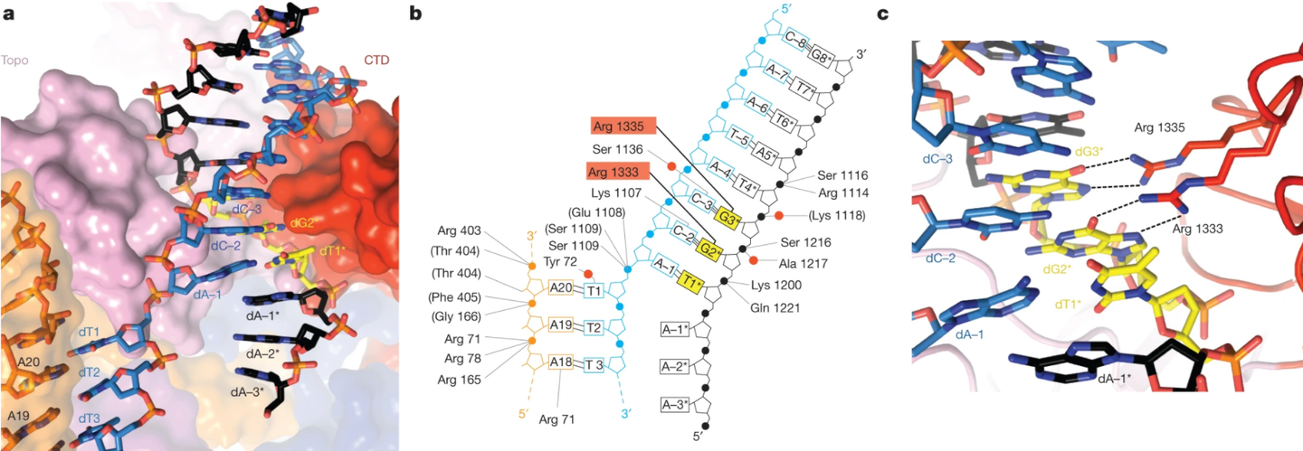 Cas Protein - Cas9蛋白作用机制详解 - 知乎