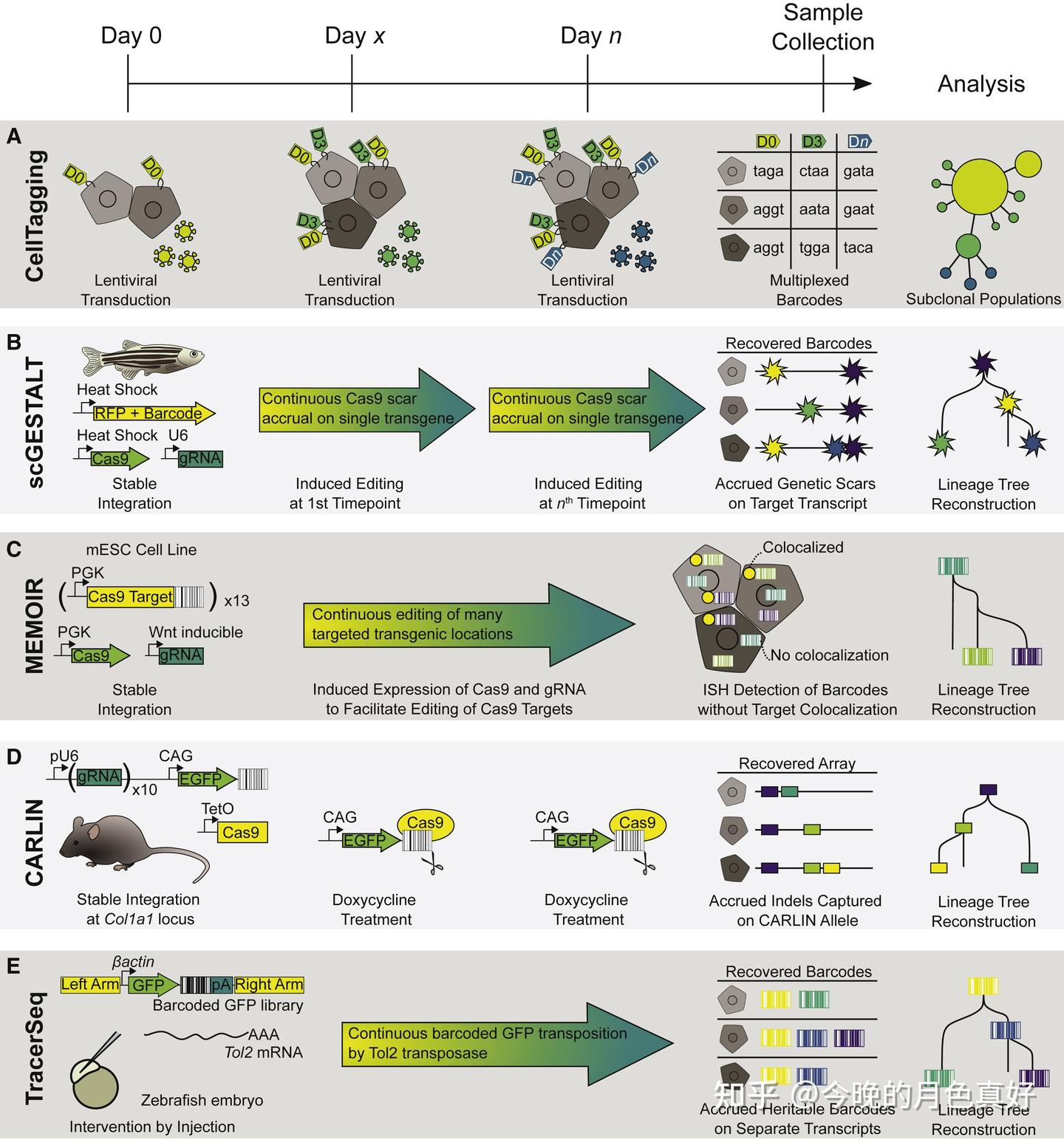 Next-Generation Lineage Tracing and Fate Mapping to Interrogate ...