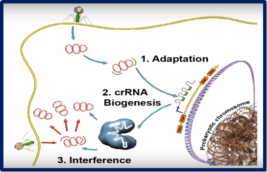 一文让你轻松读懂CRISPR检测技术原理 - 知乎