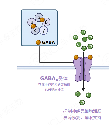 氨基丁酸——年轻三部曲 - 知乎