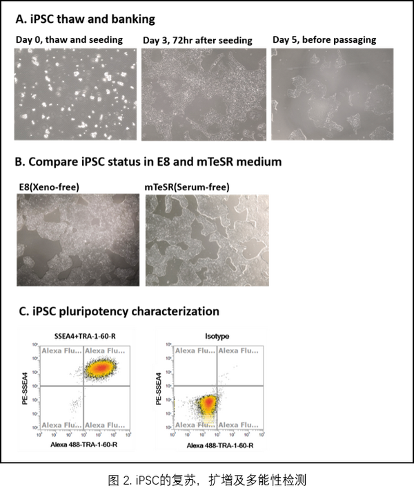 iPSC基因编辑与细胞类型分化服务平台 - 知乎