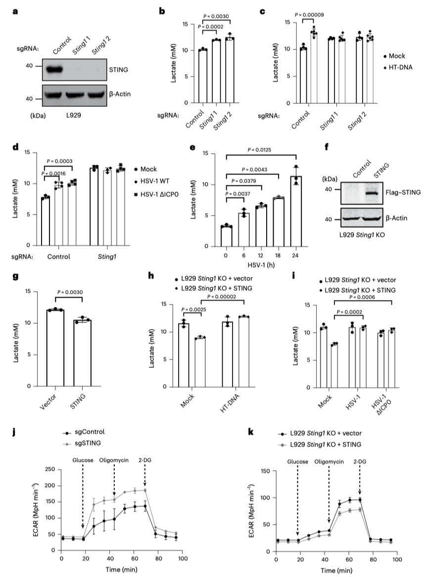 Nature Cell Biology丨STING 是一种细胞内在代谢检查点，通过靶向 HK2 来限制有氧糖酵解 - 知乎
