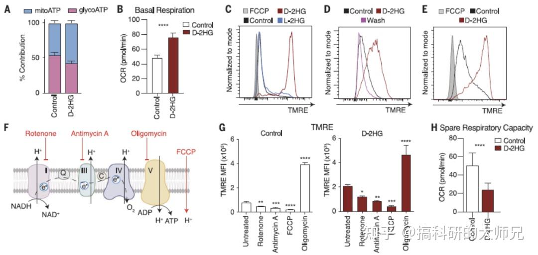 研究生如何进行文献精读？主刊Science教你大热的代谢免疫研究思路—肿瘤细胞分泌促癌代谢物D-2HG抑制CD8 T细胞糖酵解 - 知乎