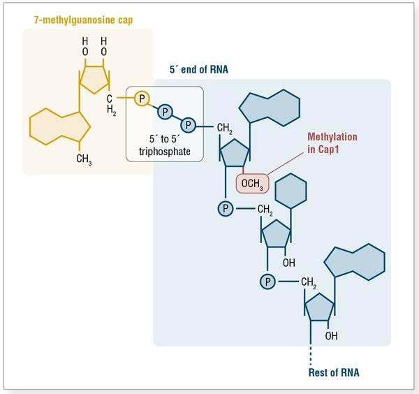 RNA 合成专题（四）：mRNA 加帽加尾 - 知乎