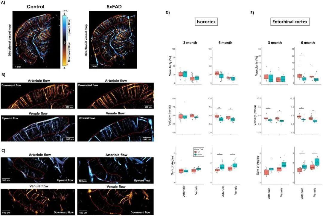 J Neurosci:超分辨率超声 “透视” 阿尔茨海默小鼠脑内血管 - 知乎