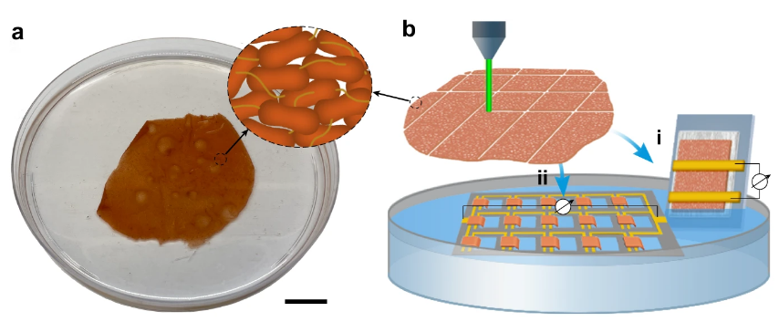 微生物膜皮肤贴片为可穿戴设备持续供电 - 知乎