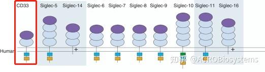 三个强劲靶点直击AML— CD33，CD123，CLEC12A - 知乎