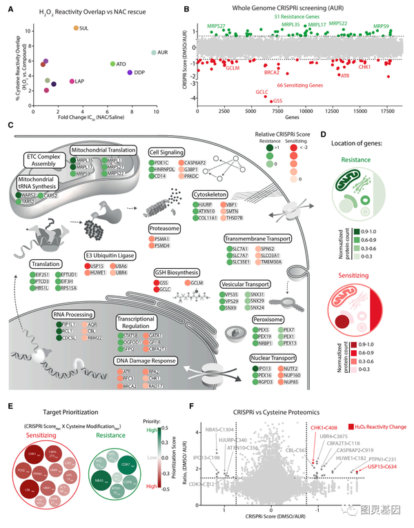 Cell | 全基因组CRISPR干扰与蛋白质组学鉴定抗癌药靶点 - 知乎