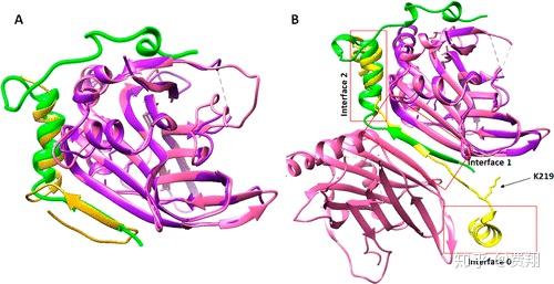 【JMC】TEAD靶点综述 - 知乎