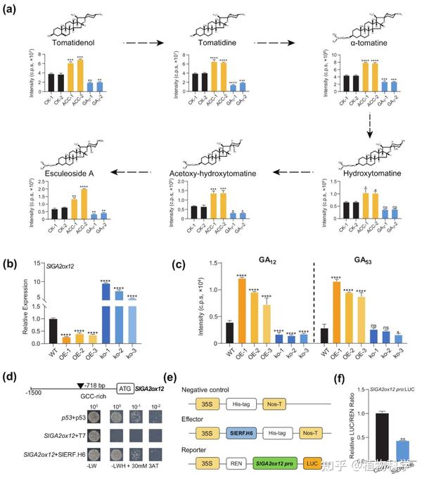 海南大学王守创团队解析SlERF.H6调控番茄碱代谢合成的新机制 - 知乎