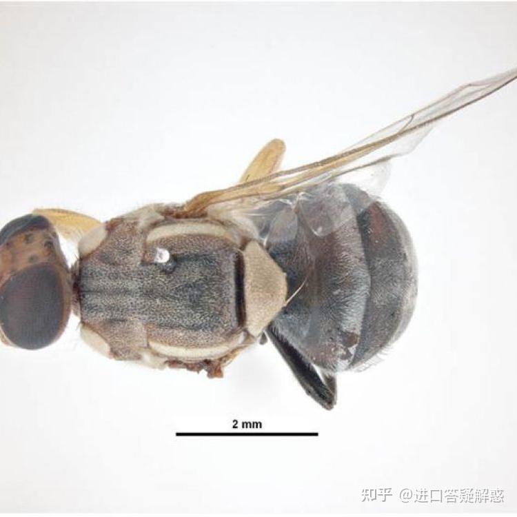 榴莲的编号和命名是怎么来的？ - 知乎