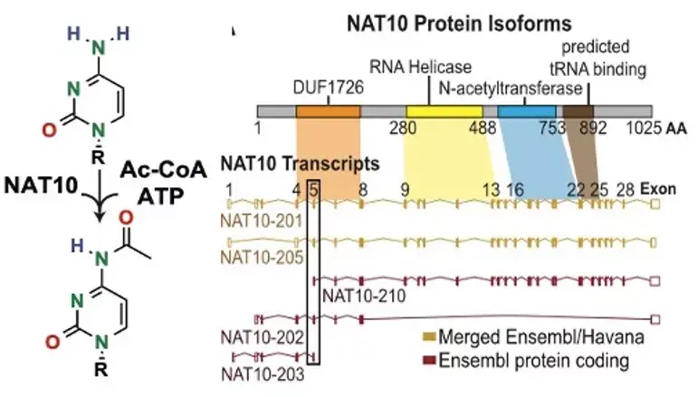 解密m6A热点之后RNA修饰的新方向——ac4C-RNA乙酰化修饰 - 知乎