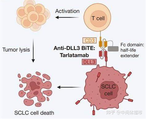 聚焦 DLL3 靶点，有望重塑 SCLC 治疗新格局 - 知乎