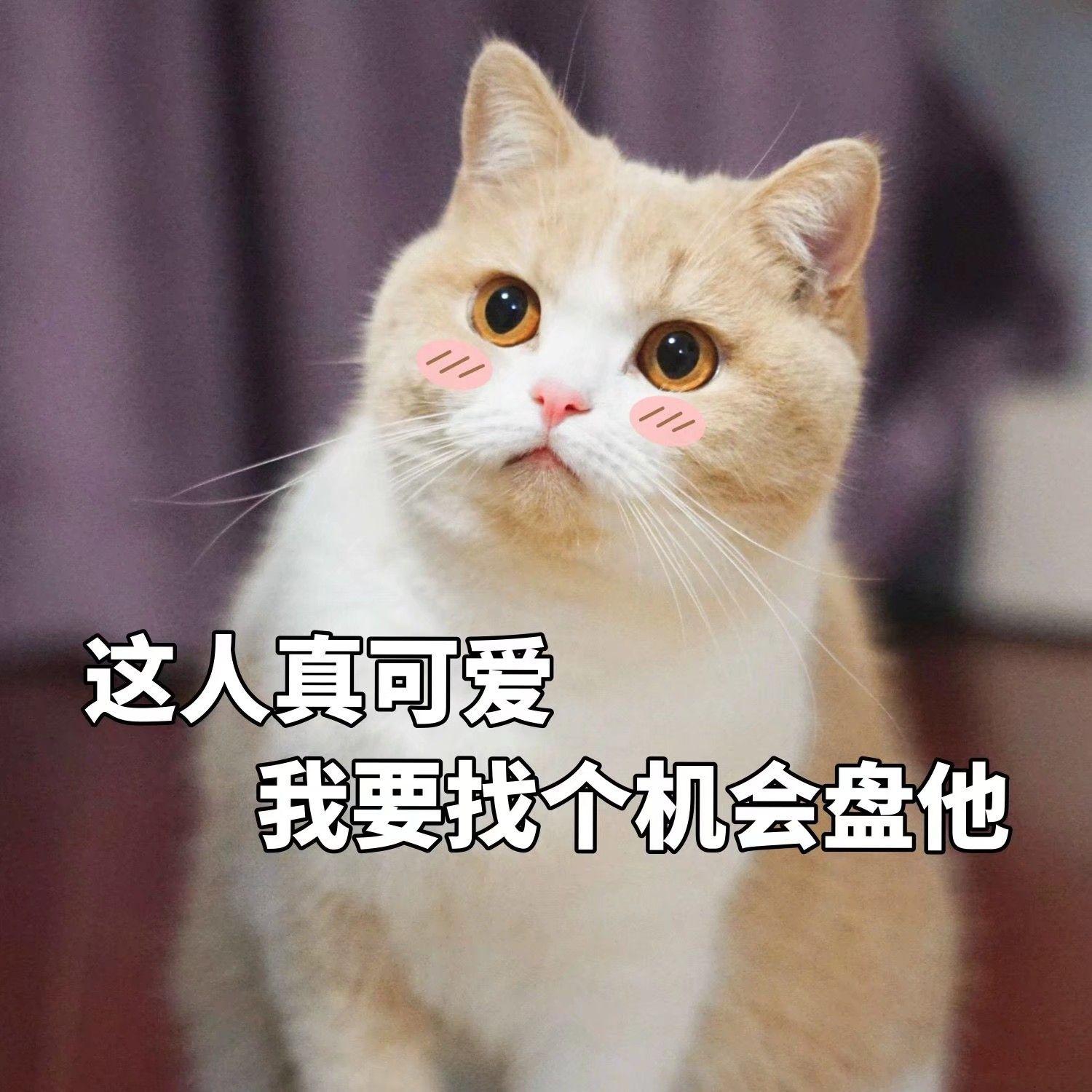 有哪些一见就笑得猫猫表情包? 知乎