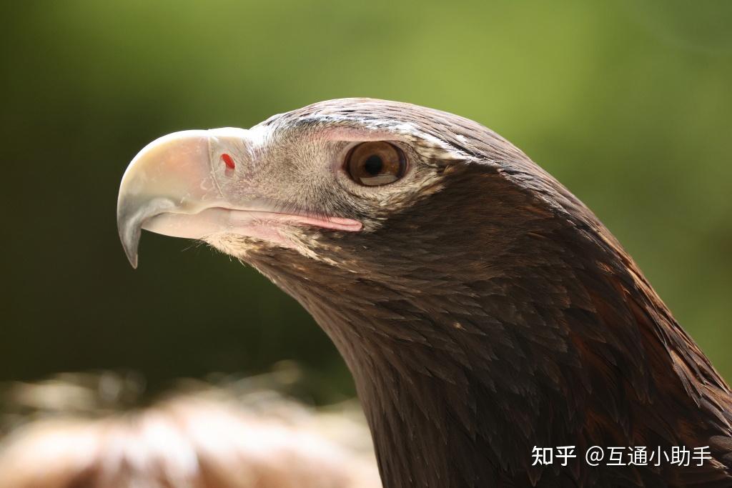 佳能RF200-800mm f/6.3-9 IS USM评测，让你更好了解！ - 知乎