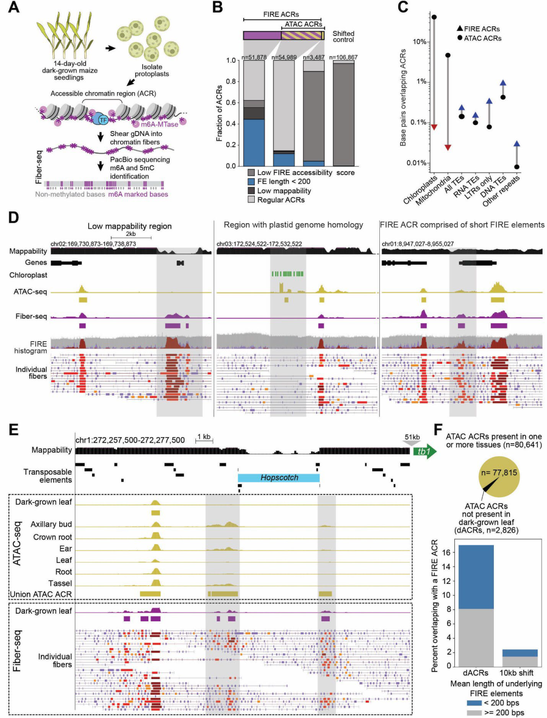 Fiber-seq丨贝瑞基因引领探索Fiber-seq高清图谱重塑动植物多组学研究版图 - 知乎