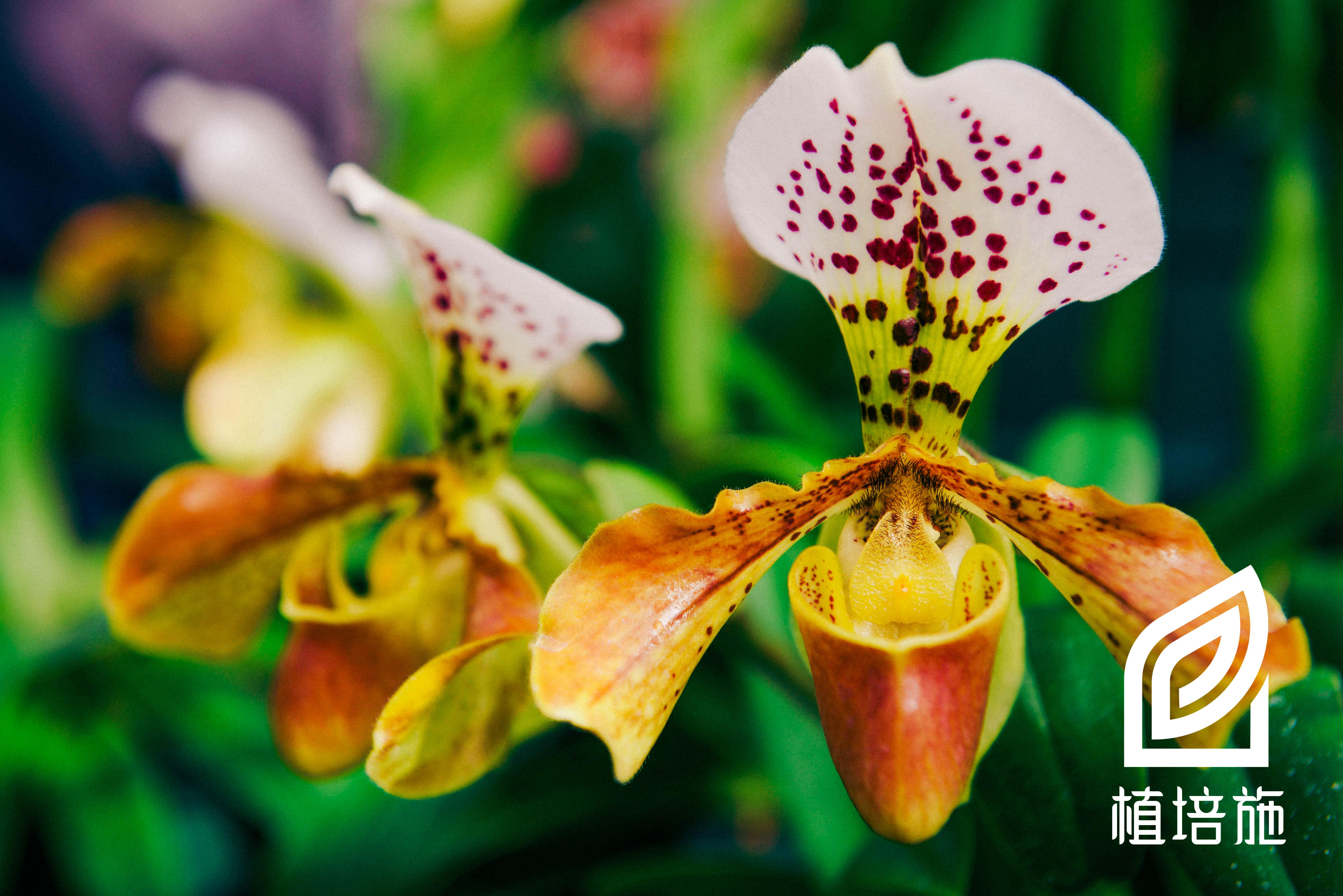 「植培施」美丽兜兰Paphiopedilum insigne 热带兰栽培手册 - 知乎