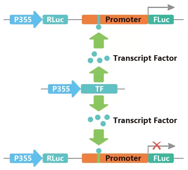【干货】启动子研究方法高质量总结 - 知乎