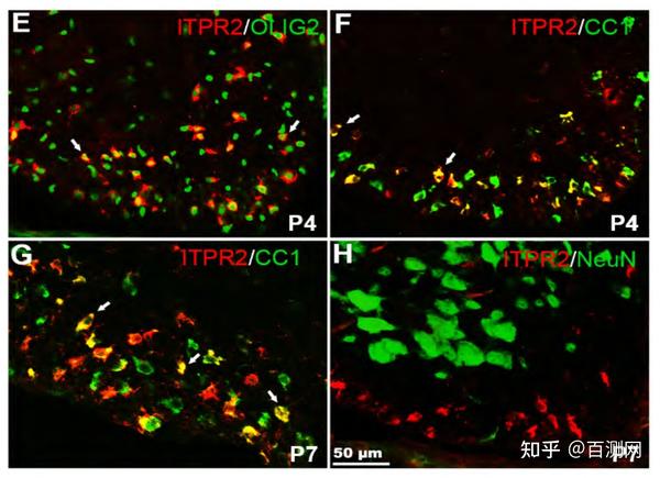 激光共聚焦显微镜（LSCM） - 知乎