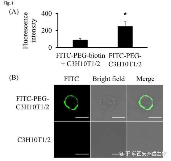 FITC-PEG-BIOTIN 荧光聚乙二醇修饰骨髓间充质干细胞的文献分享 - 知乎