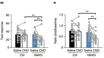 小布解读 | 高热量食物吃到停不下来该怪谁？aPVT脑区小胶质细胞介导强迫性进食“惹的祸” - 知乎