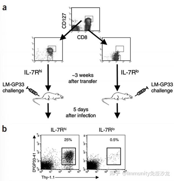 NATURE IMMUNOLOGY | IL-7R的选择性表达可界定产生长寿记忆细胞的效应CD8 T细胞 - 知乎