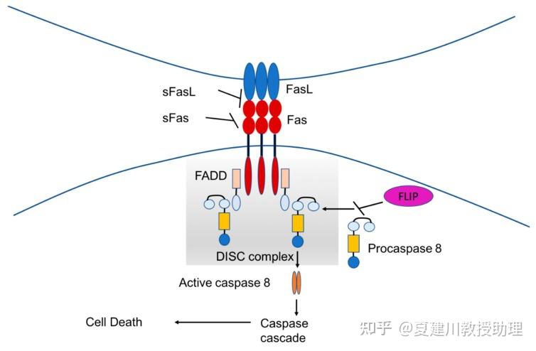 CIK细胞具有T细胞和NK细胞双重功能，临床研究中疾病控制率100%！ - 知乎