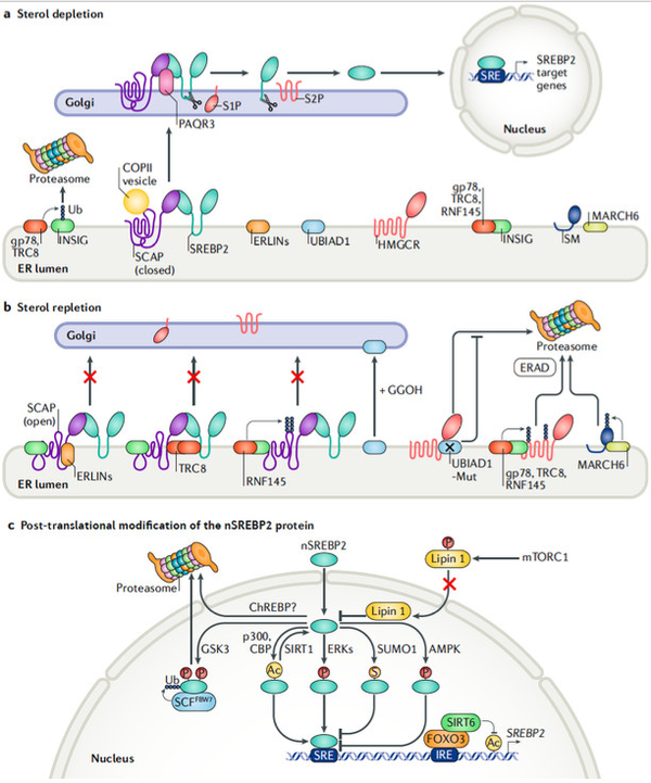 『珍藏版』胆固醇代谢平衡的机制与调控，以及亟需解决的关键问题 - 知乎