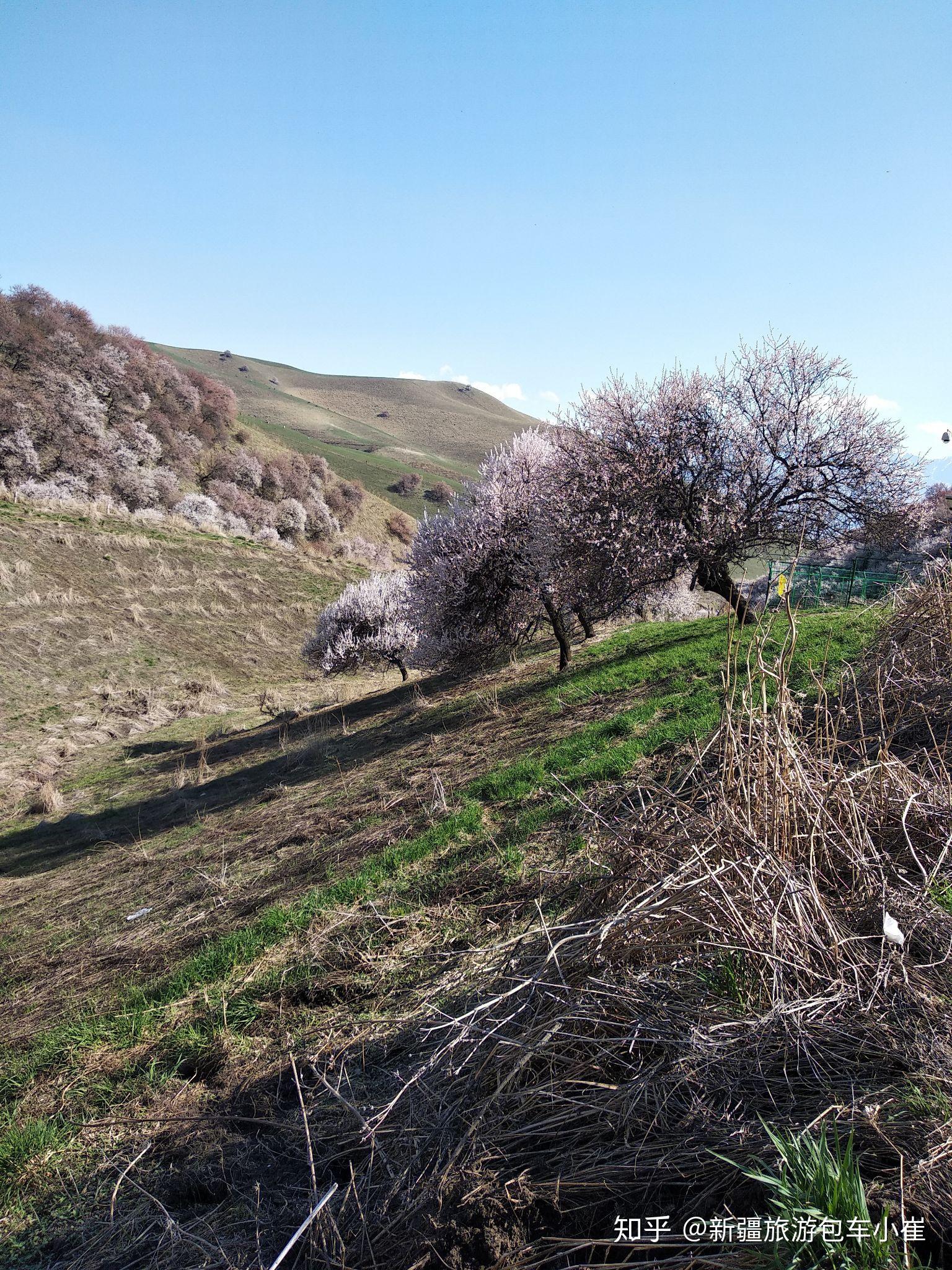新疆伊犁杏花沟 - 知乎