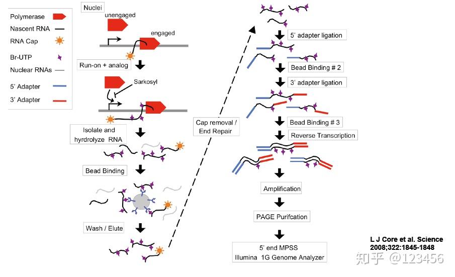 [测序原理] GRO-seq：从建库到放弃 - 知乎