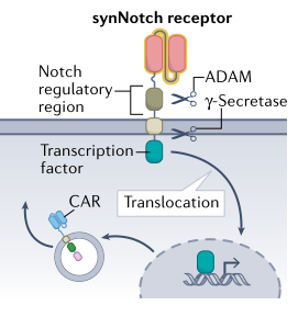 CAR T治疗实体瘤的“靶上/肿瘤外”毒性风险以及应对策略 - 知乎