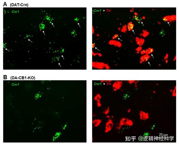 J Neurosci︱美国NIH席正雄团队发现大麻非成瘾效应的新机制 - 知乎