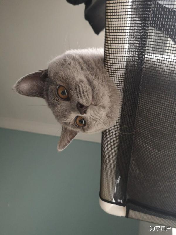 猫咪红霉素眼膏怎么涂？使用眼膏和眼药水方法 知乎